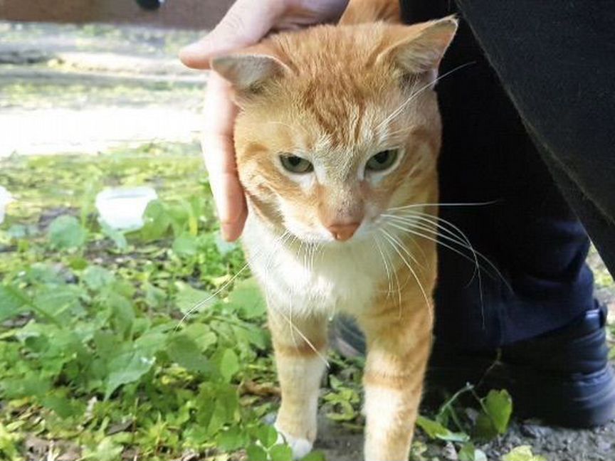 Кот Рыжий в добрые руки