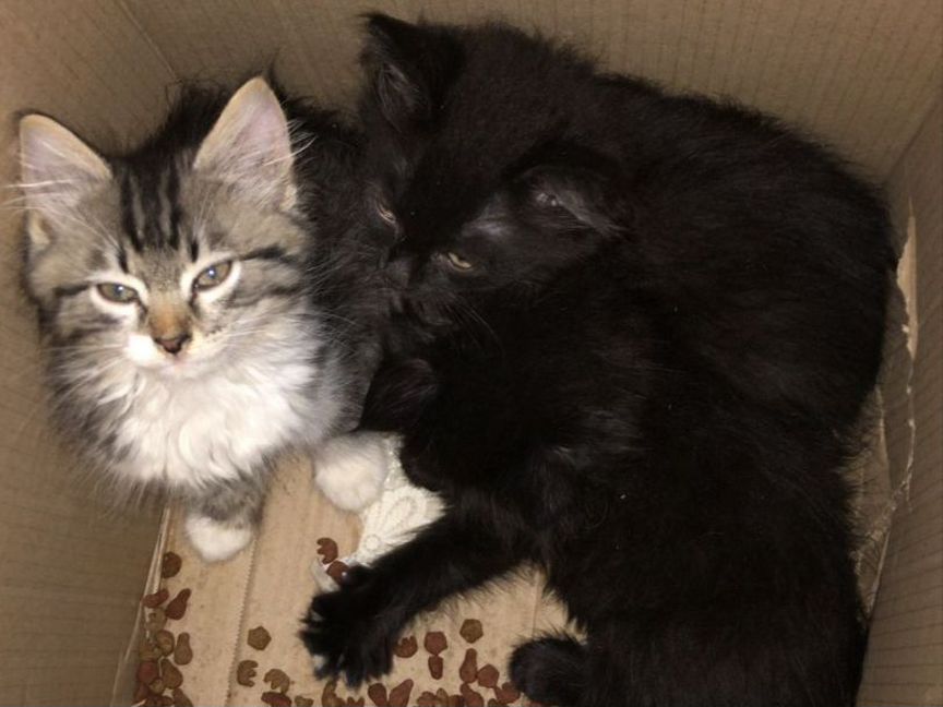 Котята ищут дом, помогите спасти