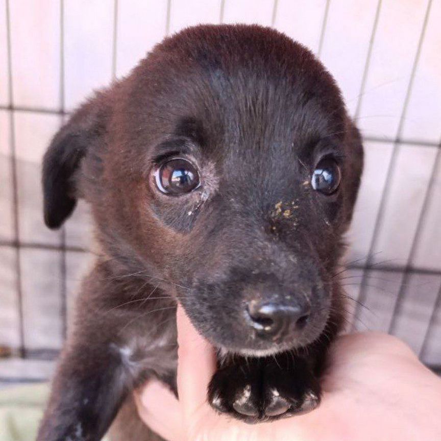 Щенок девочка в добрые руки