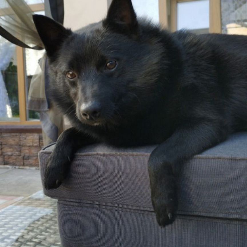 Схипперке, вязка