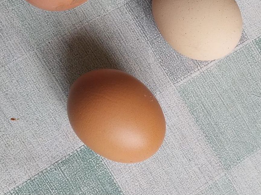 Домашние куриные яйца