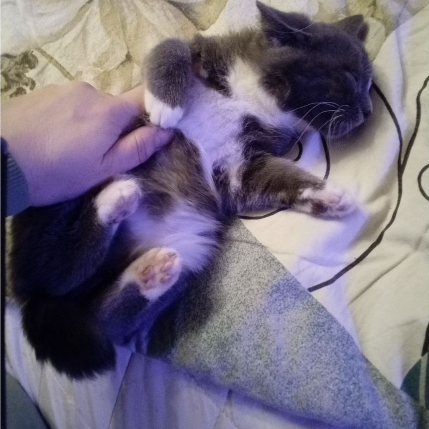 Котята в добрые руки мальчики