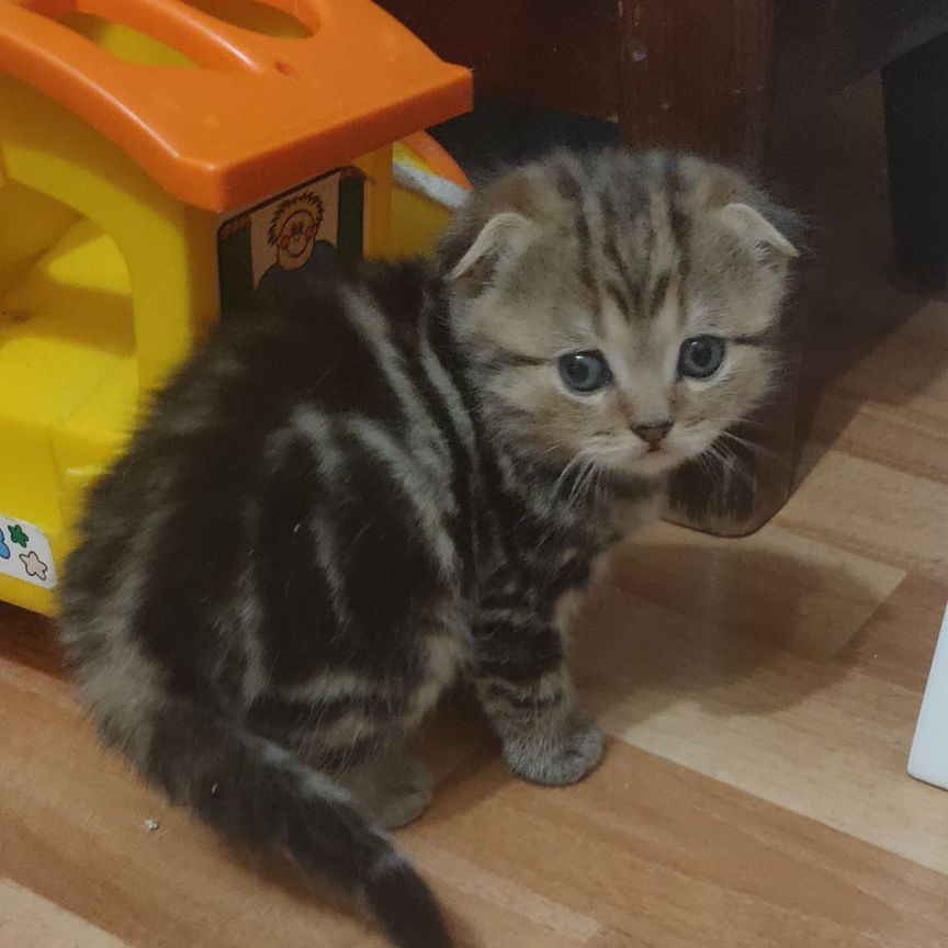 Шотландские котята вислоухие др 26 янв