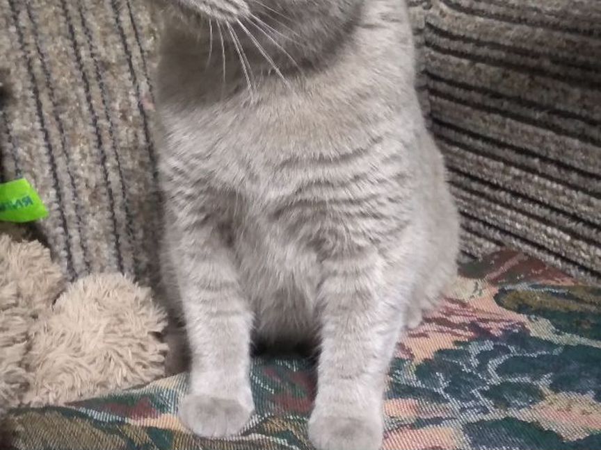 Шотландские прямоухие котята