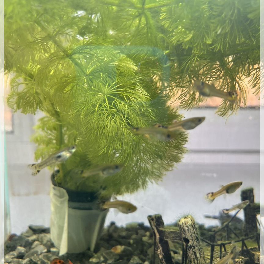 Аквариумные рыбки гуппи