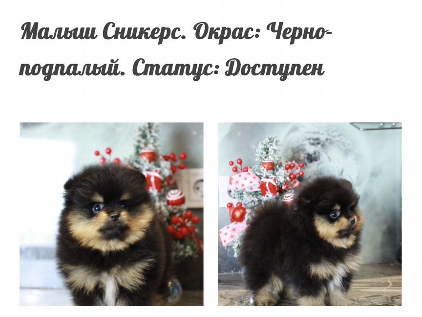 Померанский шпиц