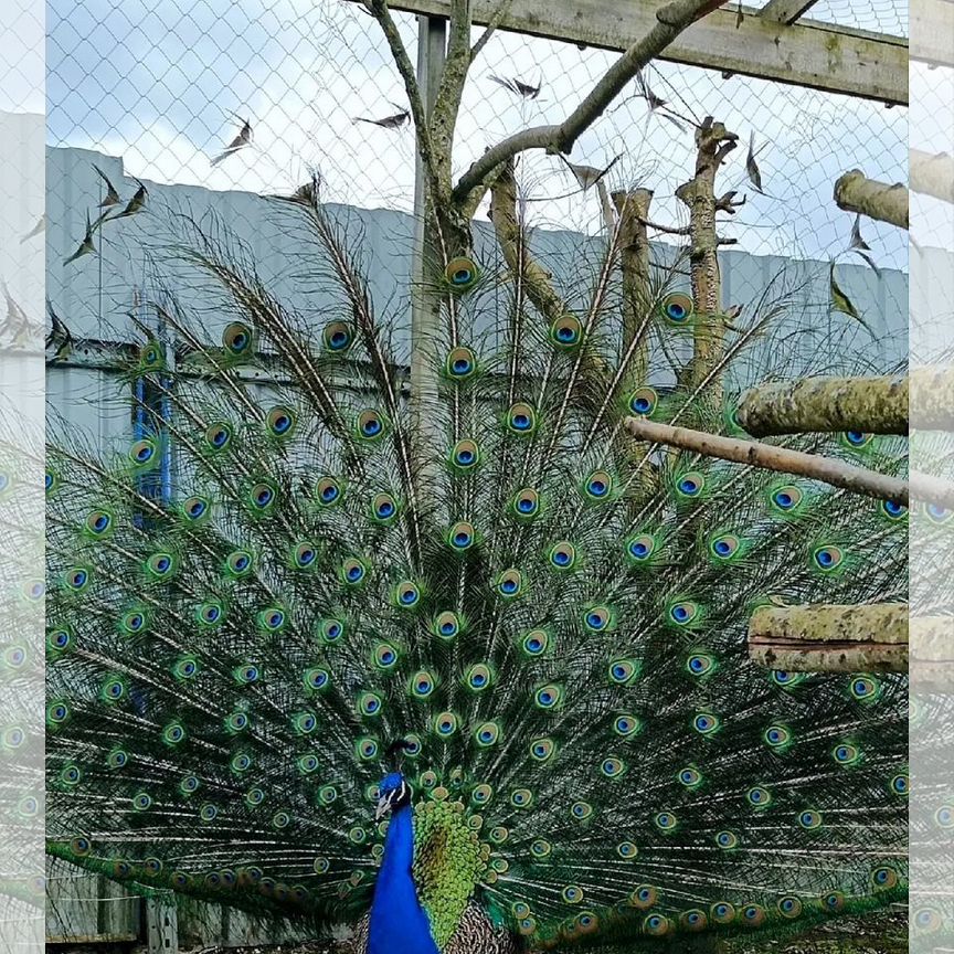 Павлин Паштет