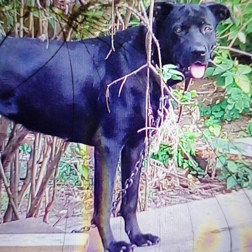 Кане-корсо, взрослая собака