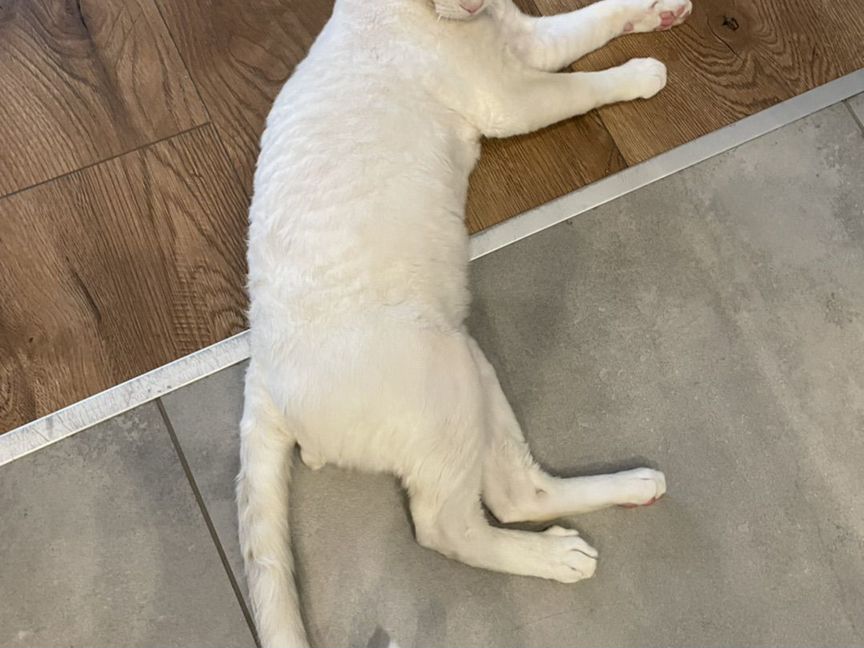 Кот