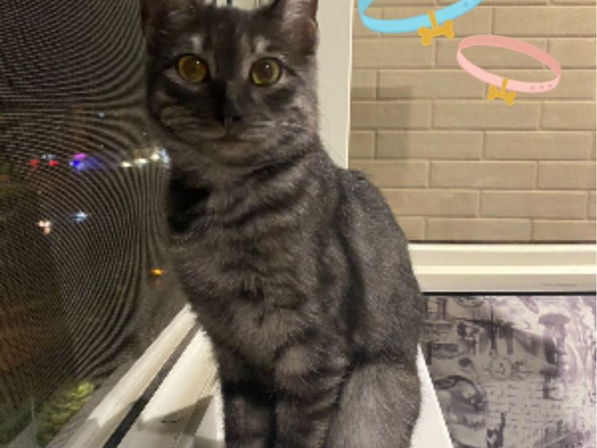 Котейка кошешка