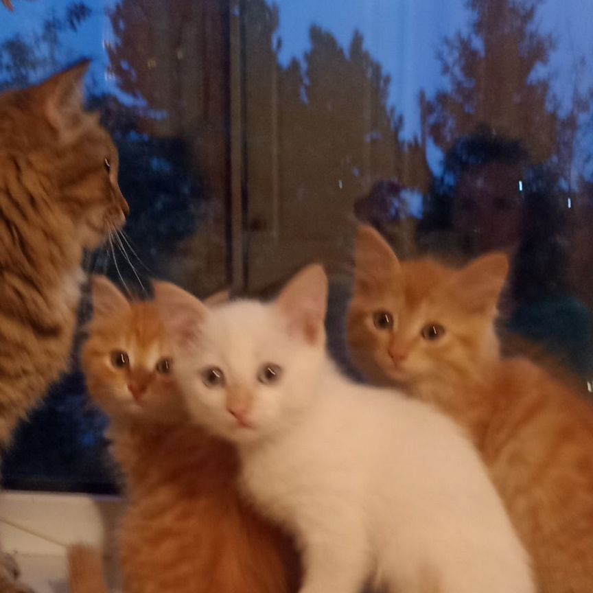 Котята от кошки мышеловки