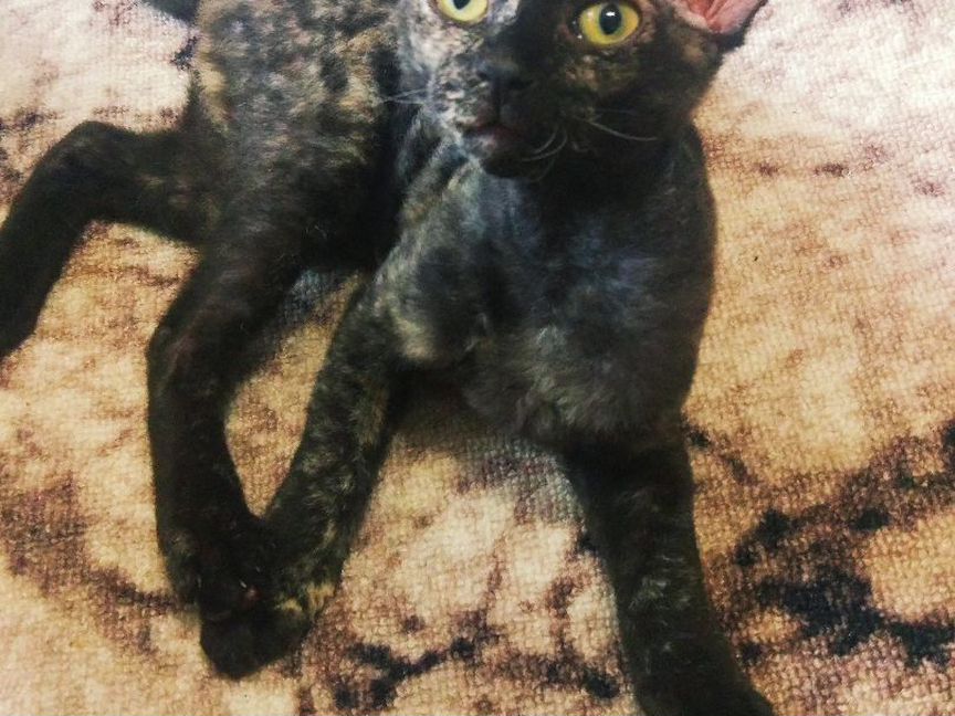 Котята сфинкс велюр