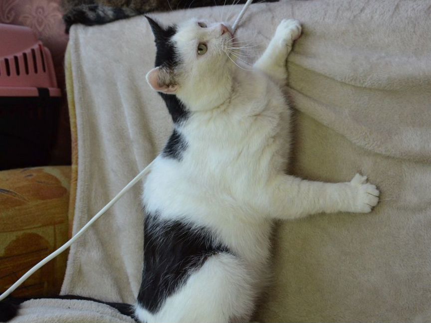 Милый и ласковый котик в добрые руки