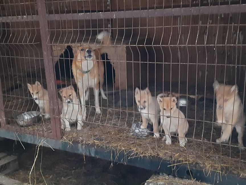 Продам щенков зсл