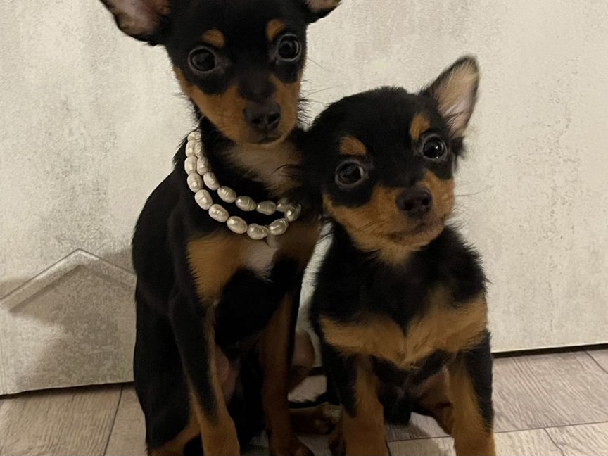 Щеночек Той