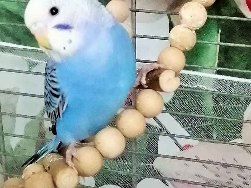 Птенцы волнистых попугаев