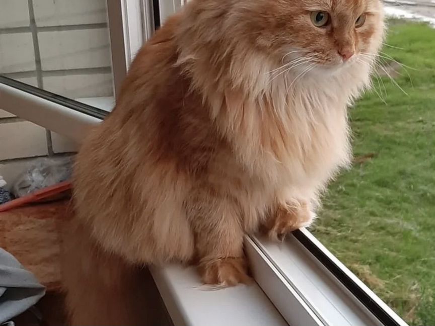 Рыжая кошка красавица