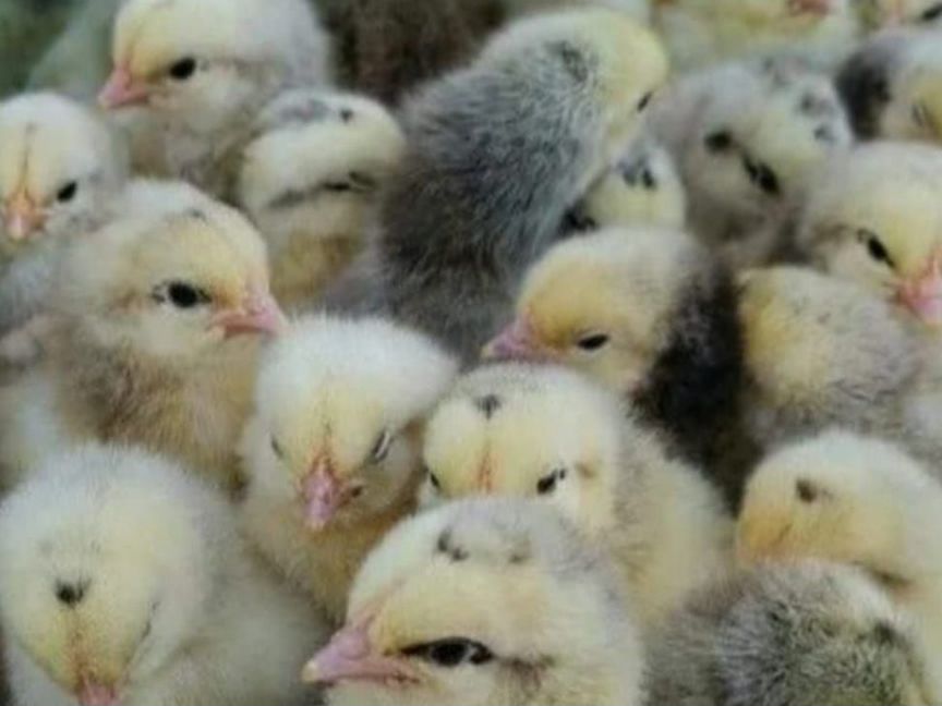 Цыпленок яйцо