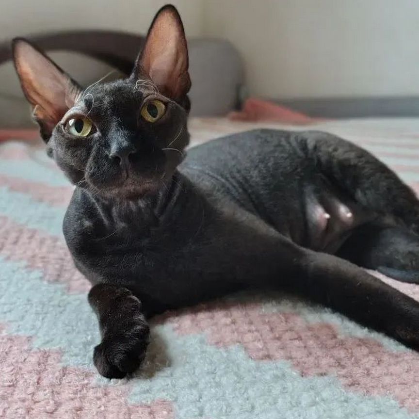 Донской сфинкс, взрослая кошка