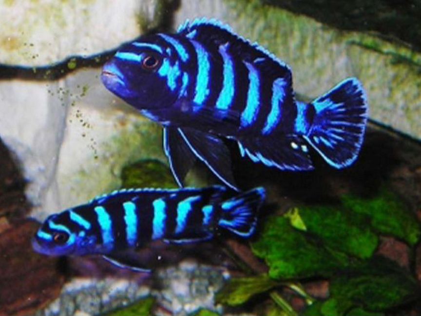 Рыбки Демасони 2 штуки подростки