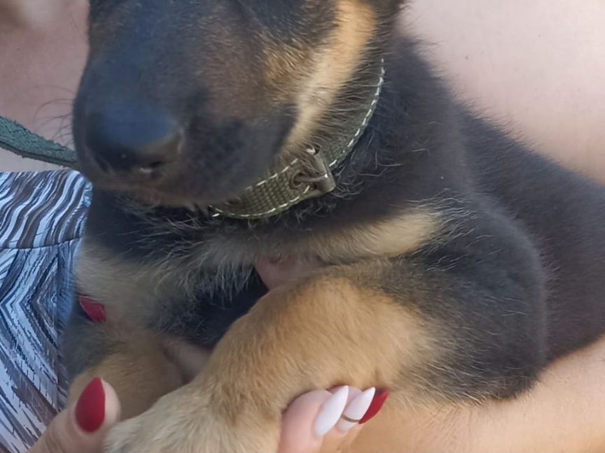 Восточноевропейская овчарка