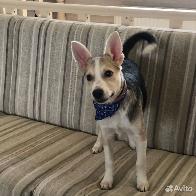 Щенок мальчик Сэм 4,5 мес