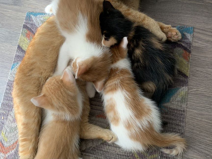 Котята на удачу