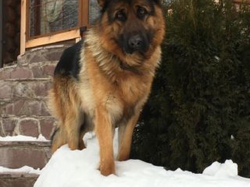 Немецкие овчарки- крепкие, умные щенки