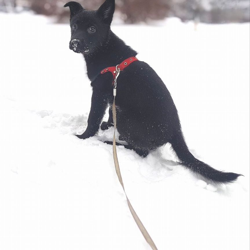 Щенок в добрые руки