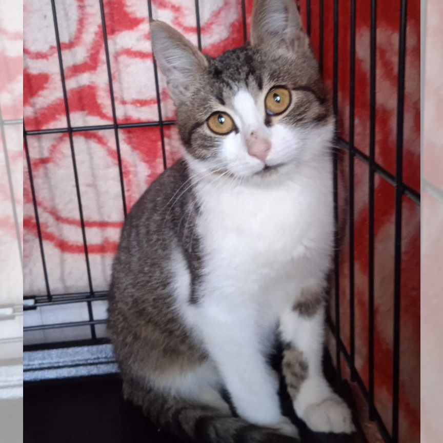 Котёнок в добрые руки