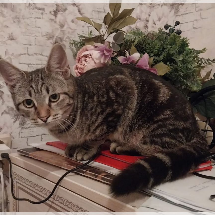 Кошка молодая в добрые руки