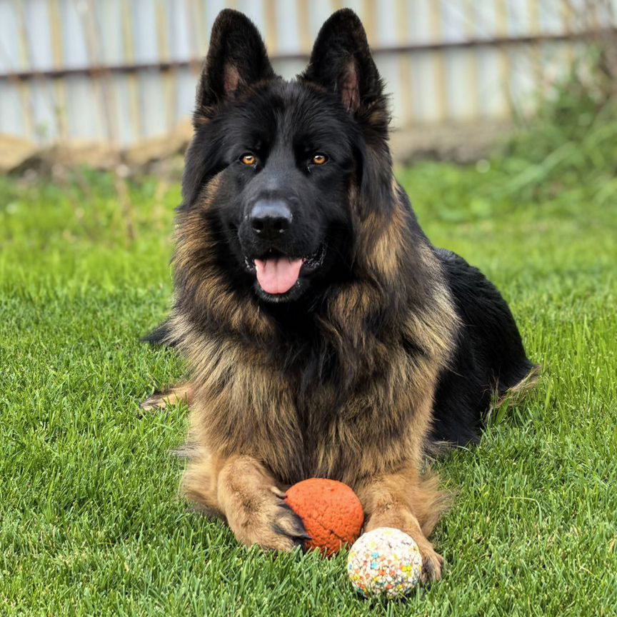 Немецкая овчарка, вязка