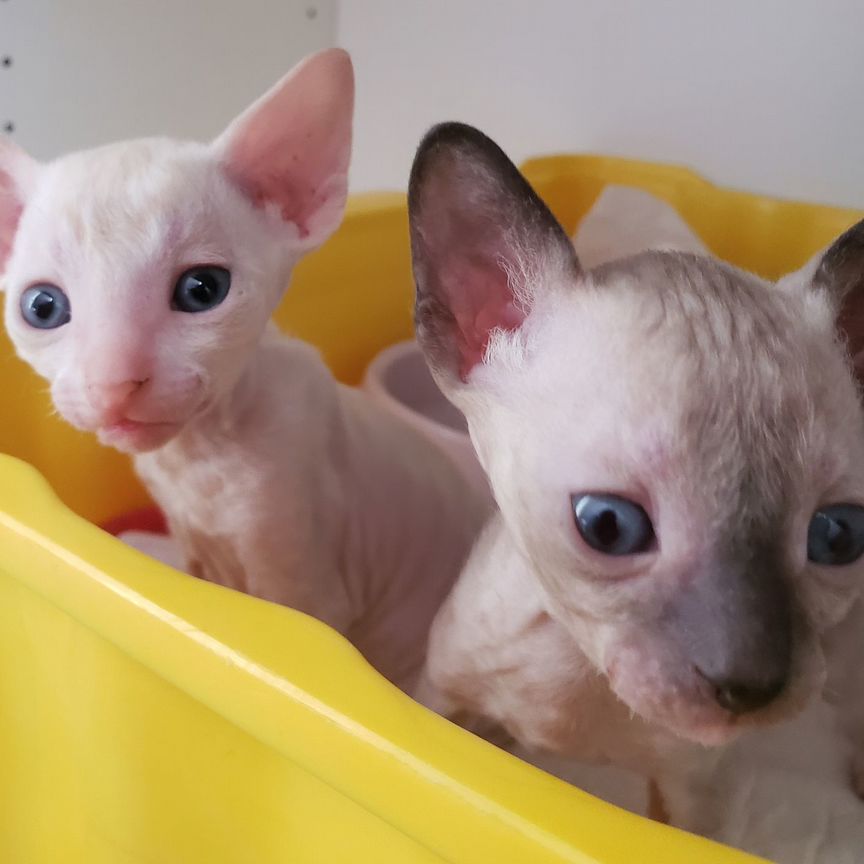 Корниш-рекс котёнок