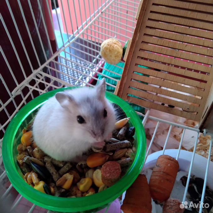 Джунгарские хомячки