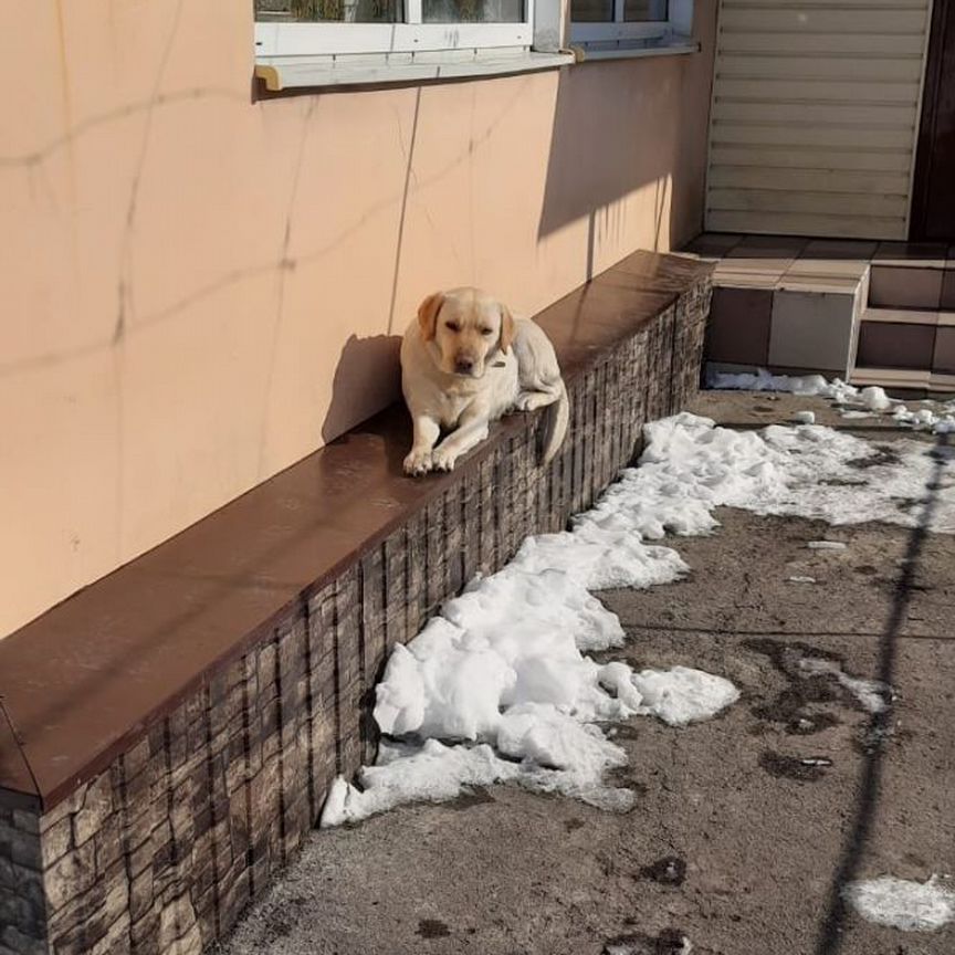 Вязка собак