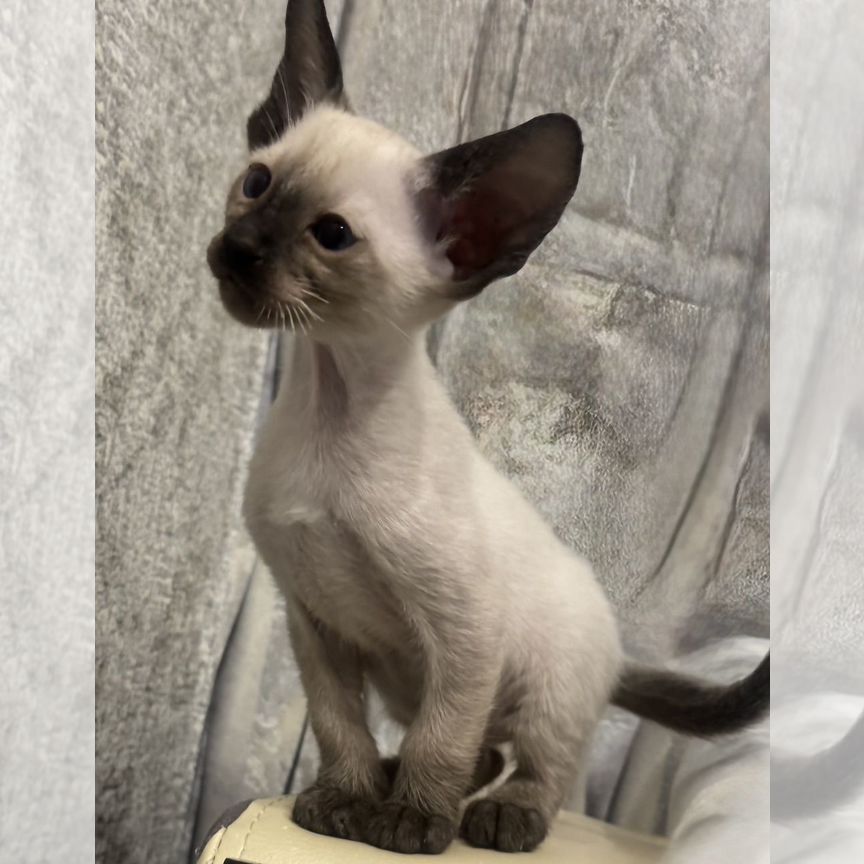 Ориентальные котята