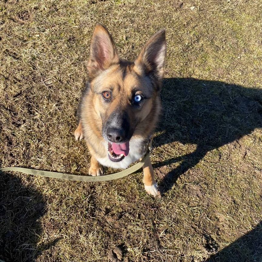 Взрослая собака в добрые руки