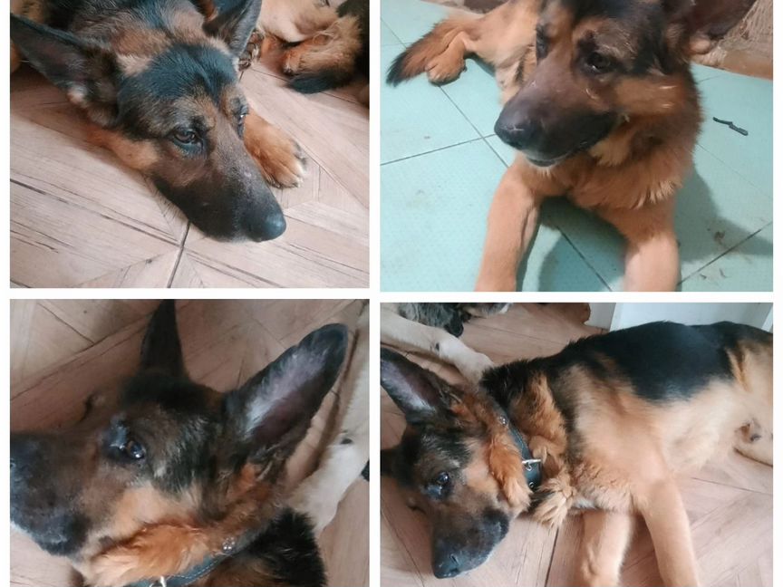 Немецкая овчарка в ответственные руки