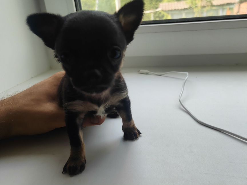 Щенки чихуахуа