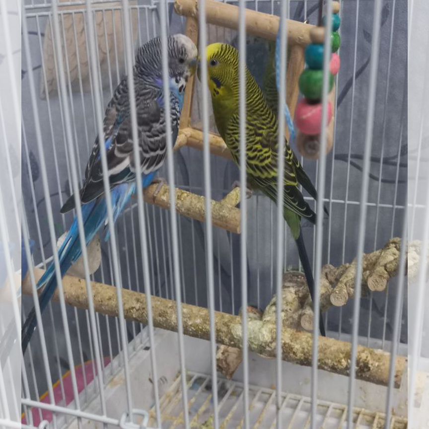 Волнистый попугай с клеткой