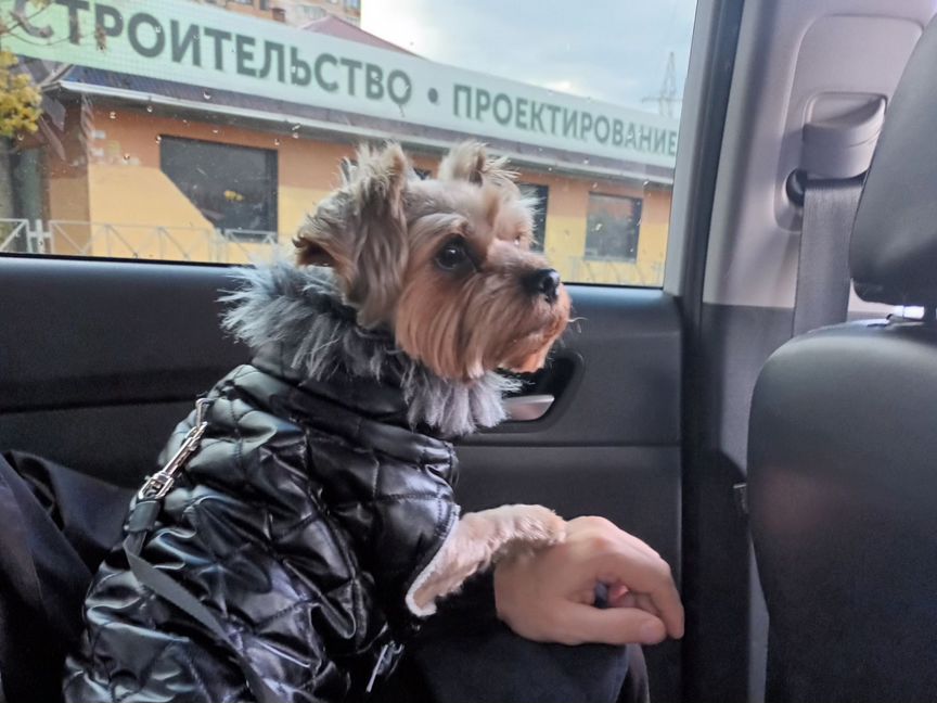 Йоркширский терьер вязка