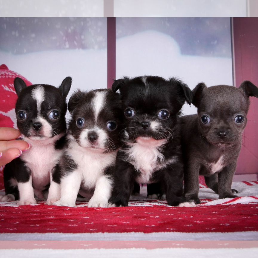 Чихуахуа, щенок