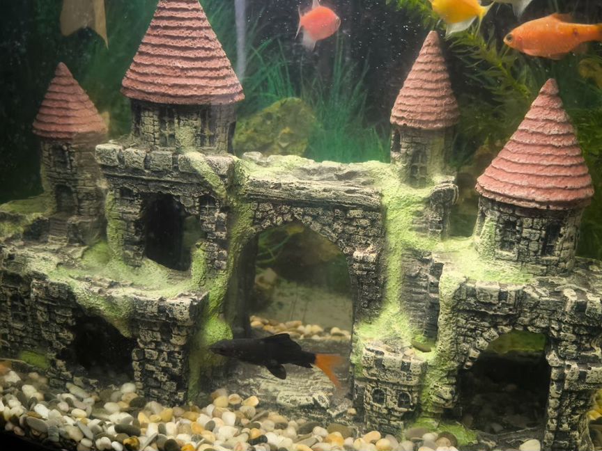 Сом лабео двухцветный