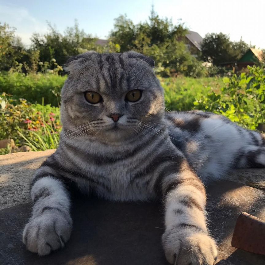 Шотланский вислоухий кот