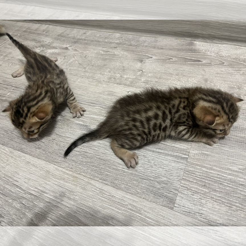 Бенгальские котята