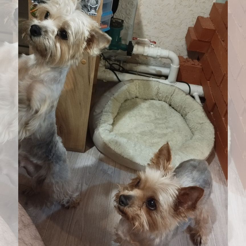 Йоркширский терьер, щенок