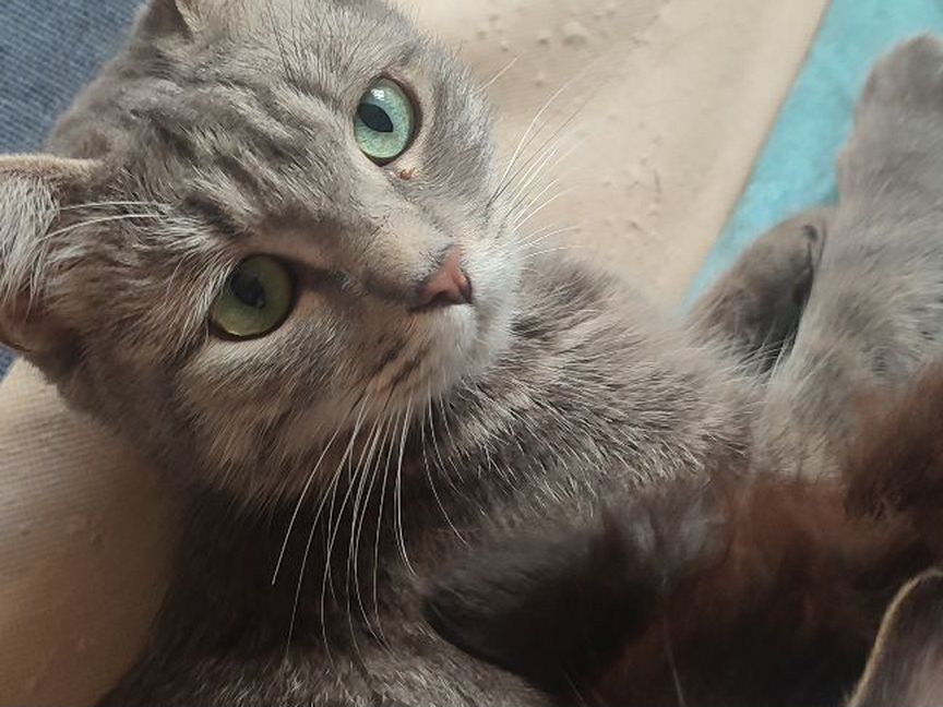 Коты и кошки