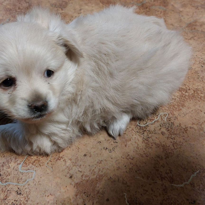 Собака в добрые руки отдам бесплатно