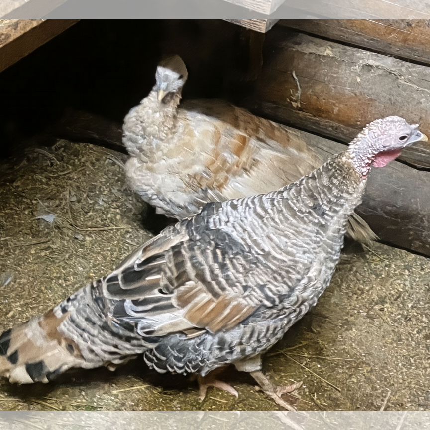 Индюшки-наседки