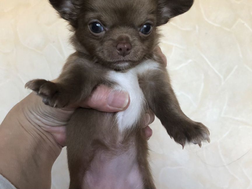 Щенки чихуахуа